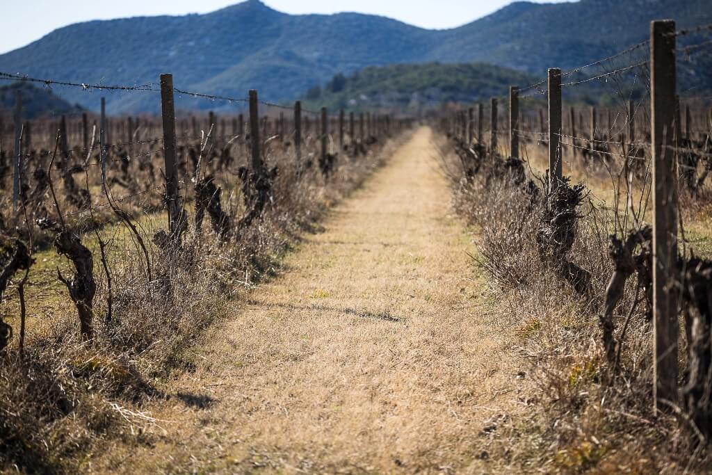 Croatia's Largest Vineyard Region - Delmati Wines - Delmati