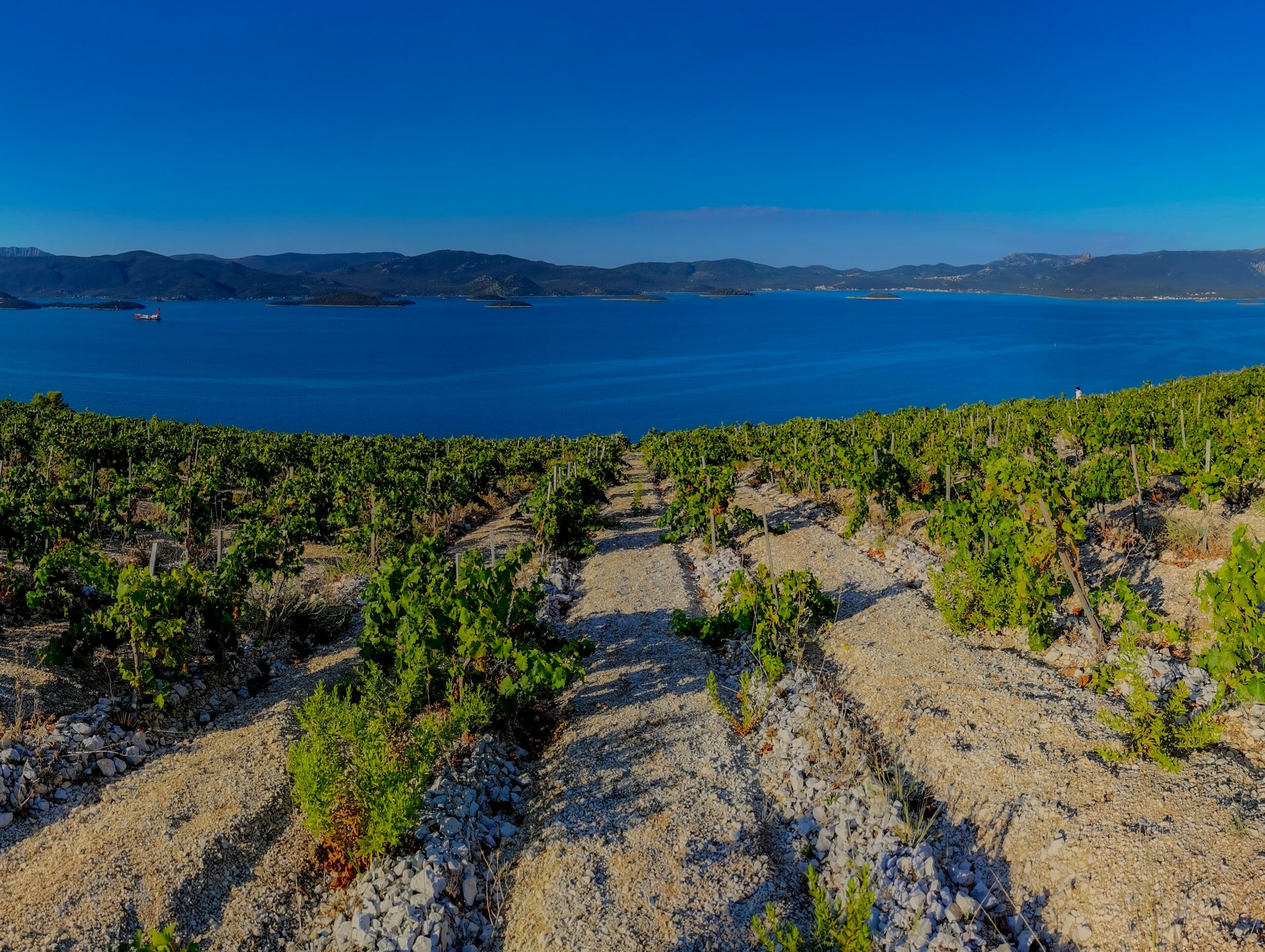 Najveće hrvatsko vinogorje - Vina Delmati - Delmati